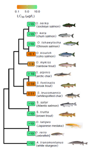 2 Effects Characterization and Toxicity – 6PPD & 6PPD-quinone