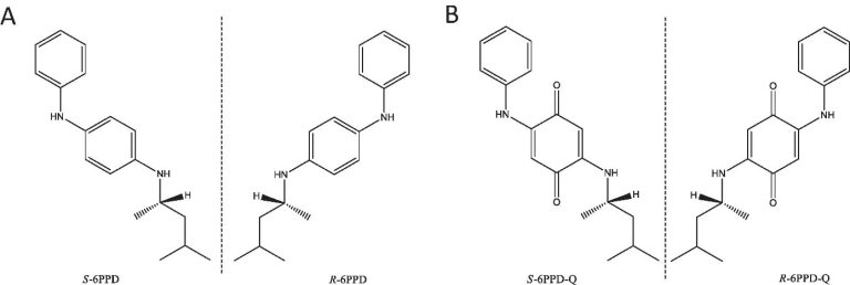 2 Effects Characterization and Toxicity – 6PPD & 6PPD-quinone